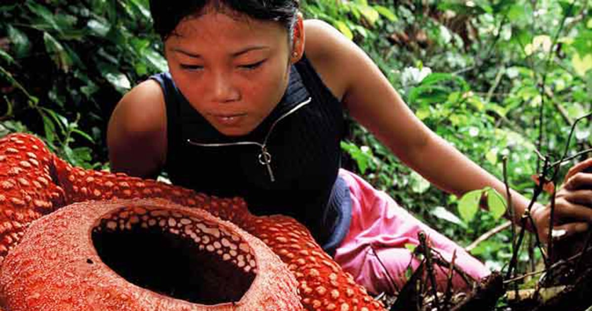 Giant, stinky flower finds its roots