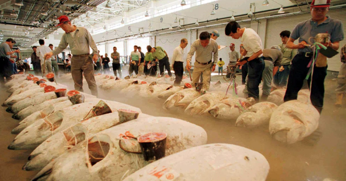 Meeting seeks to save tuna from extinction
