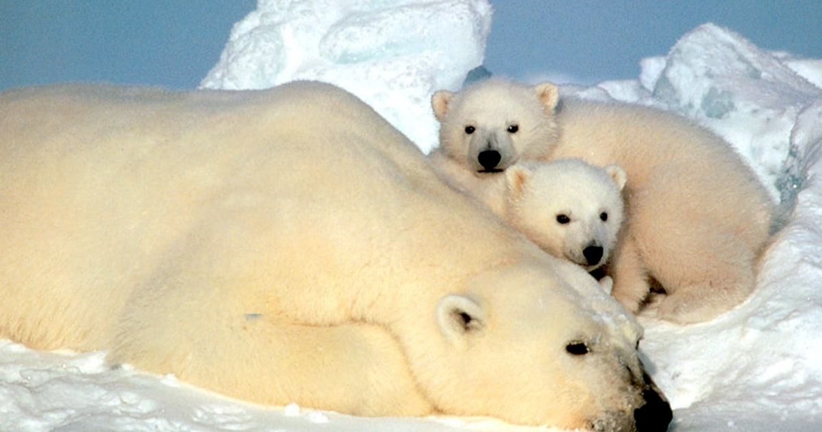 Alaska wary of listing polar bears as threatened