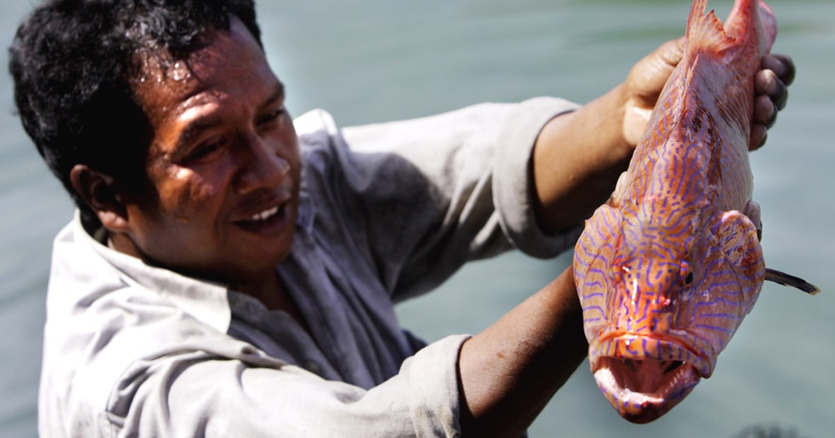 Some Asian fish species decimated, study finds