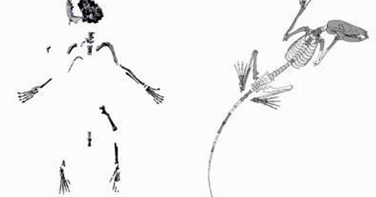 Discovery pushes primates closer to dinosaurs