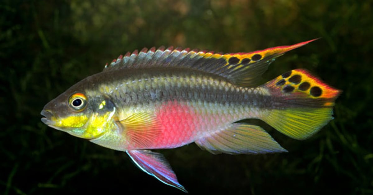 Scientists: Inbreeding helps African fish