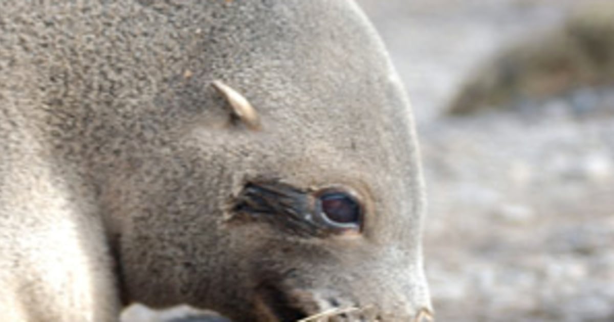 Female seals cruise to choose best mate
