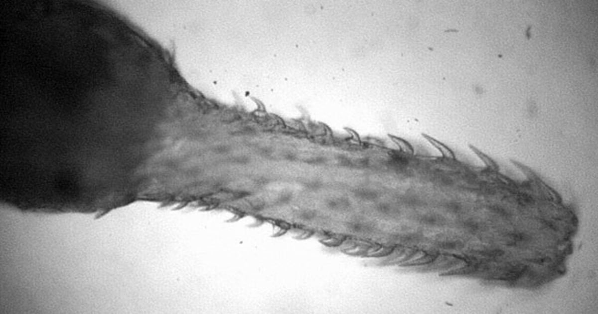 Tricky parasite creates deadly threesome