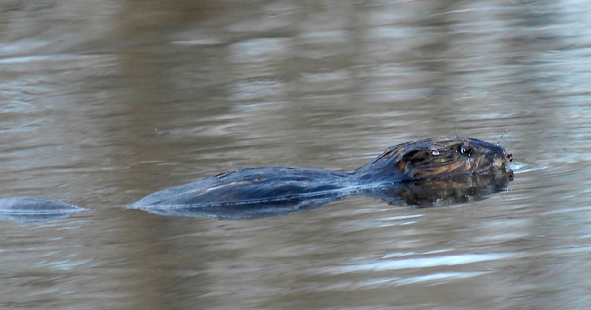 First beaver spotted in NYC in 200 years