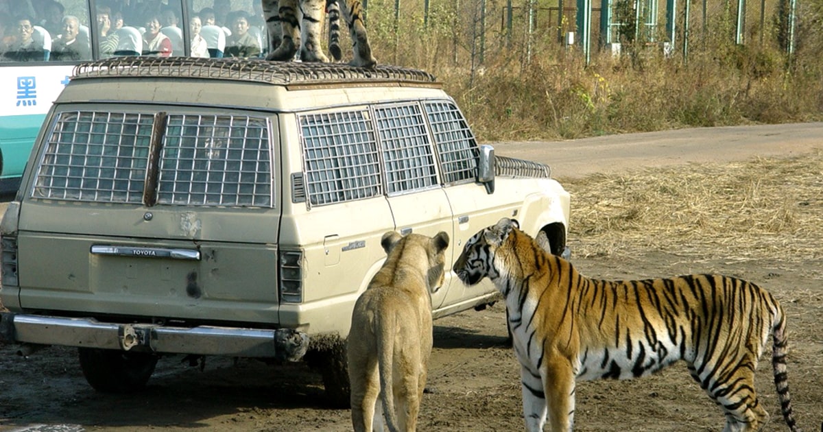 Tiger meat on menu at Chinese tiger breeder