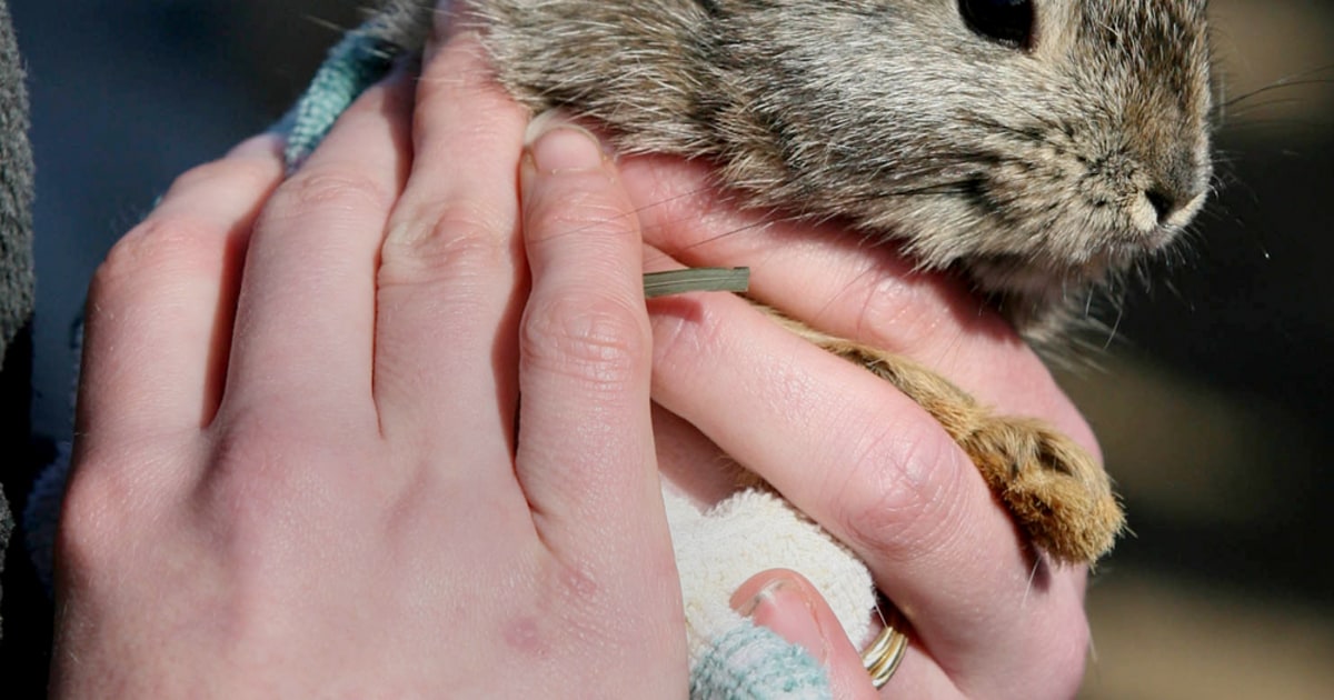 U.S. weighs protection for pygmy rabbits