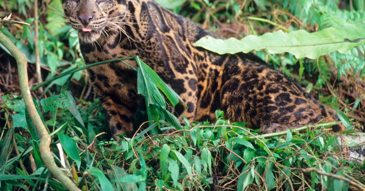 New leopard species found in Borneo