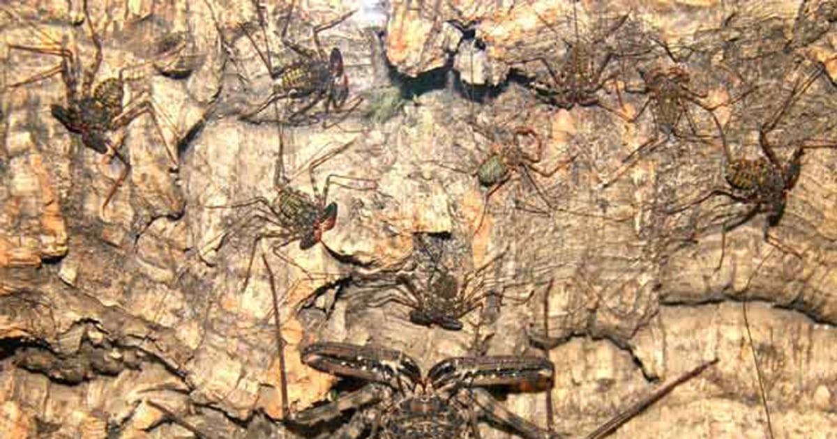 Spiders that love to snuggle
