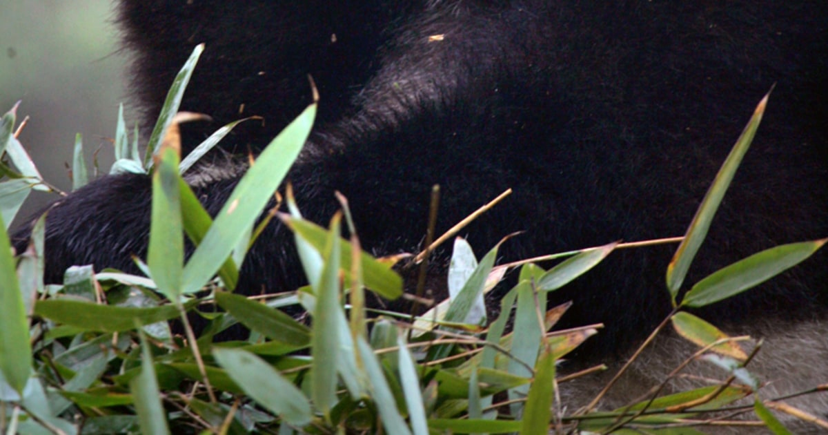 how to draw a panda poop