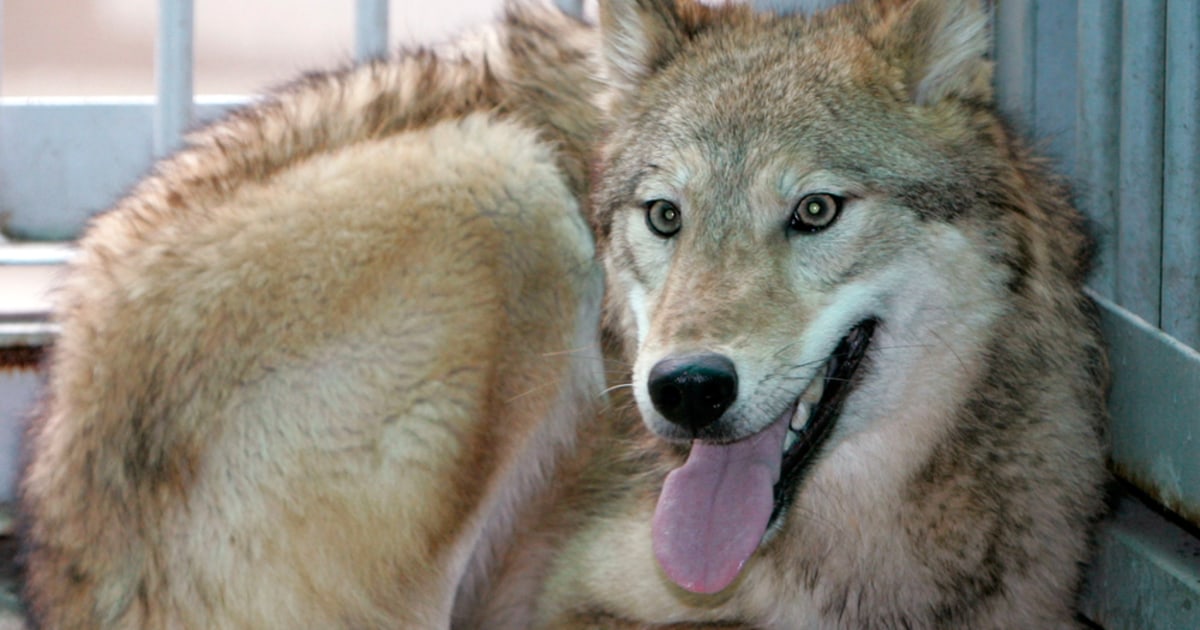 S. Korean team claims first cloned wolves