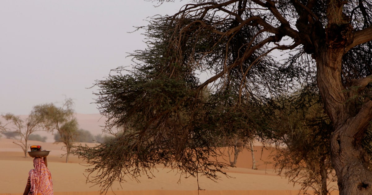 Dimb trees disappearing in Senegal