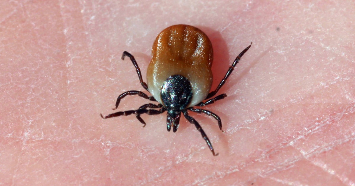 Ticks showing up in a warmer Sweden