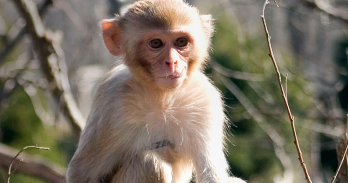 Research monkey’s genetic code deciphered