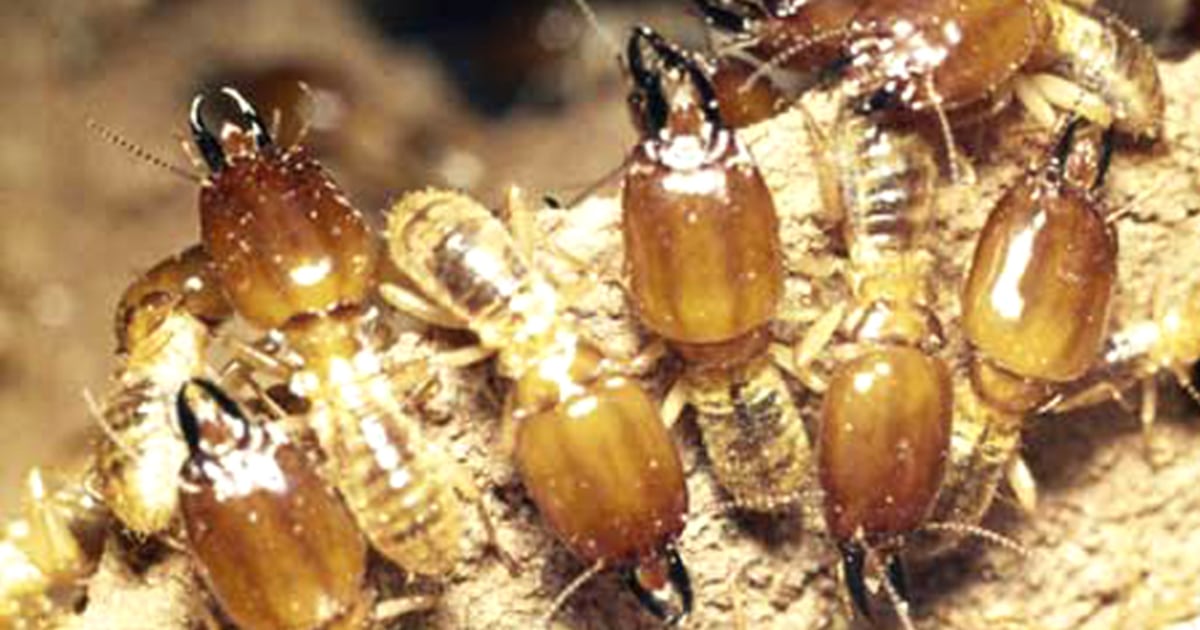 Termites actually social cockroaches