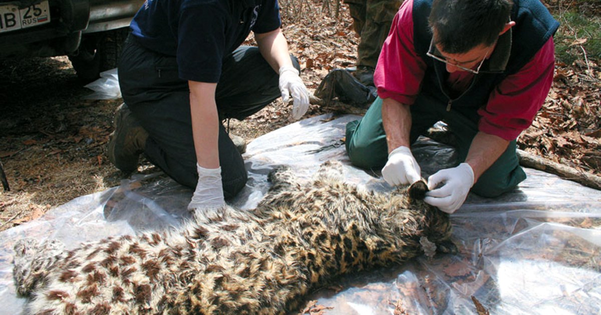 One of last members of leopard species killed