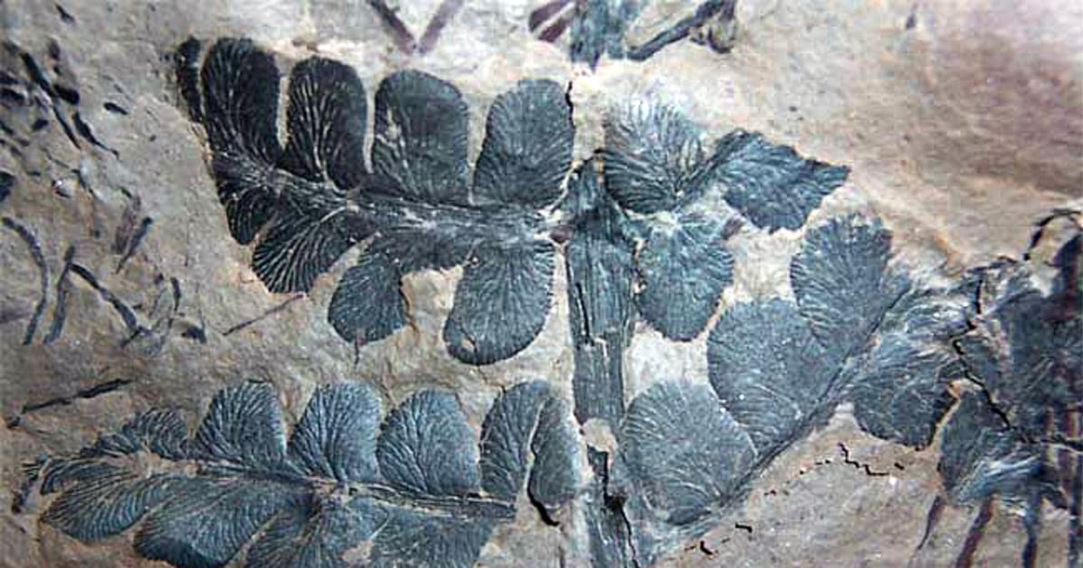 Fossilized rainforest found in coal mine