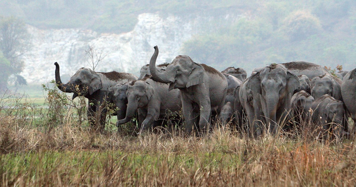 Elephants rampage in India, kill villager