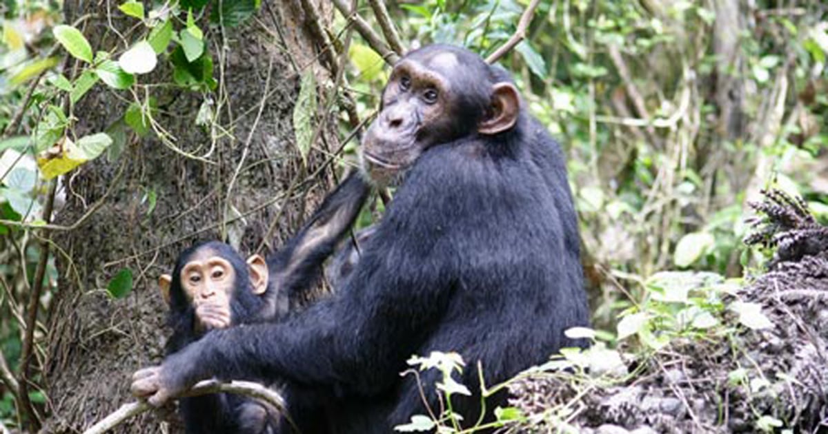 Female chimp infanticide might be common