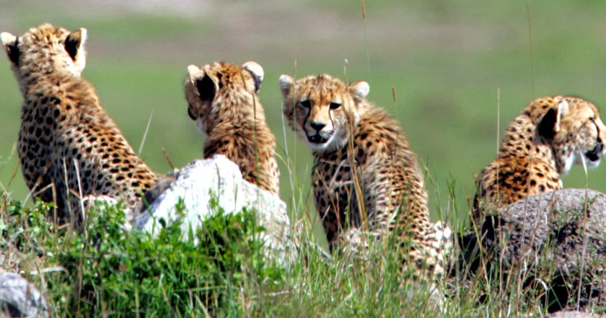 Female cheetahs have cheatin’ hearts