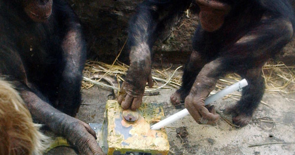 Chimps pass on gadget use like humans
