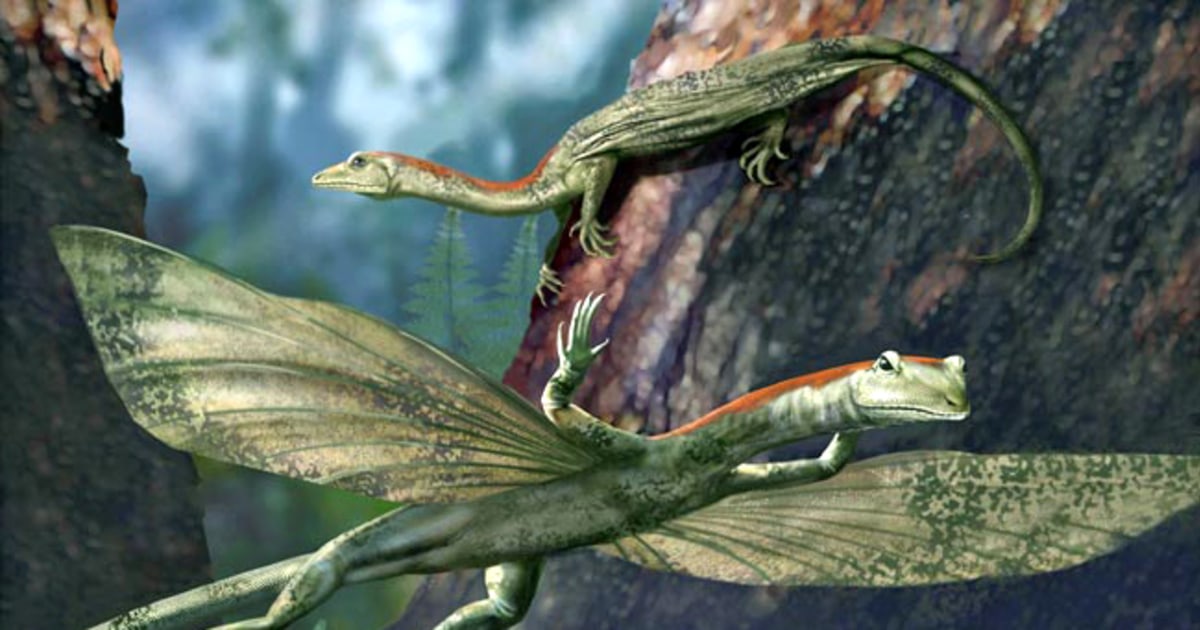 Ancient gliding reptile found on East Coast