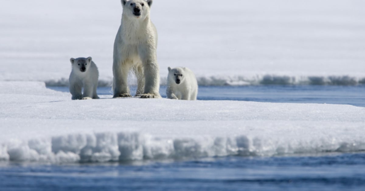 Polar bears, walruses star in warming movie