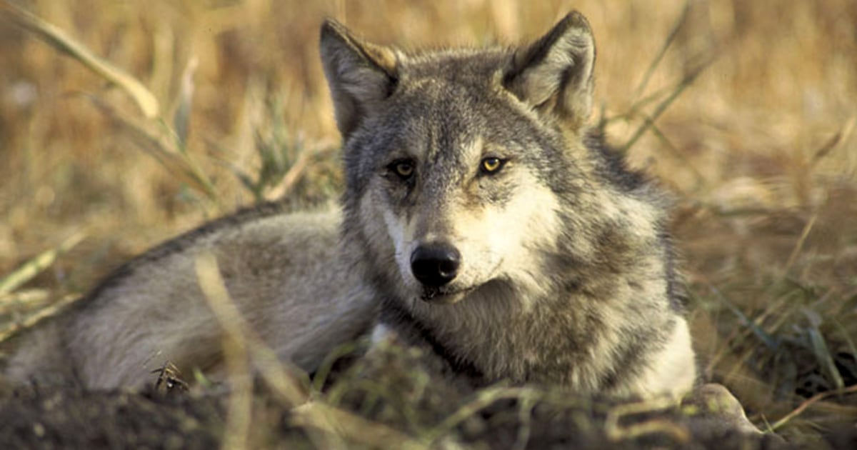 Bone-crushing wolves devoured mammoths