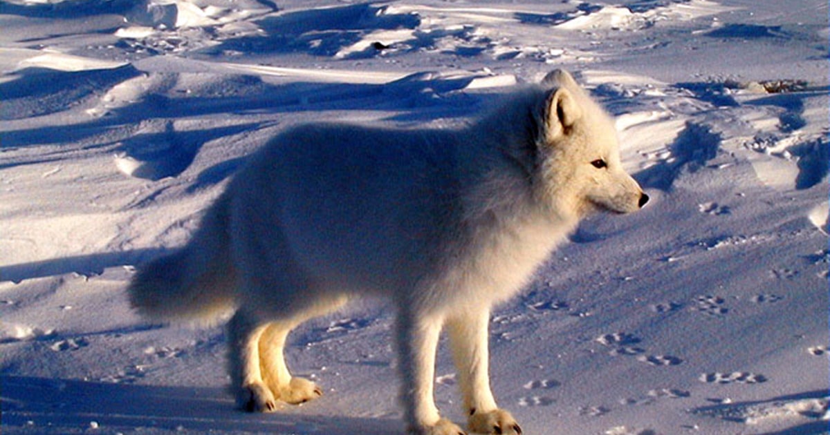 Foxes, once believed to be loyal, sleep around