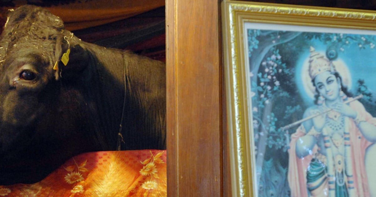 British police slaughter sacred bull with TB