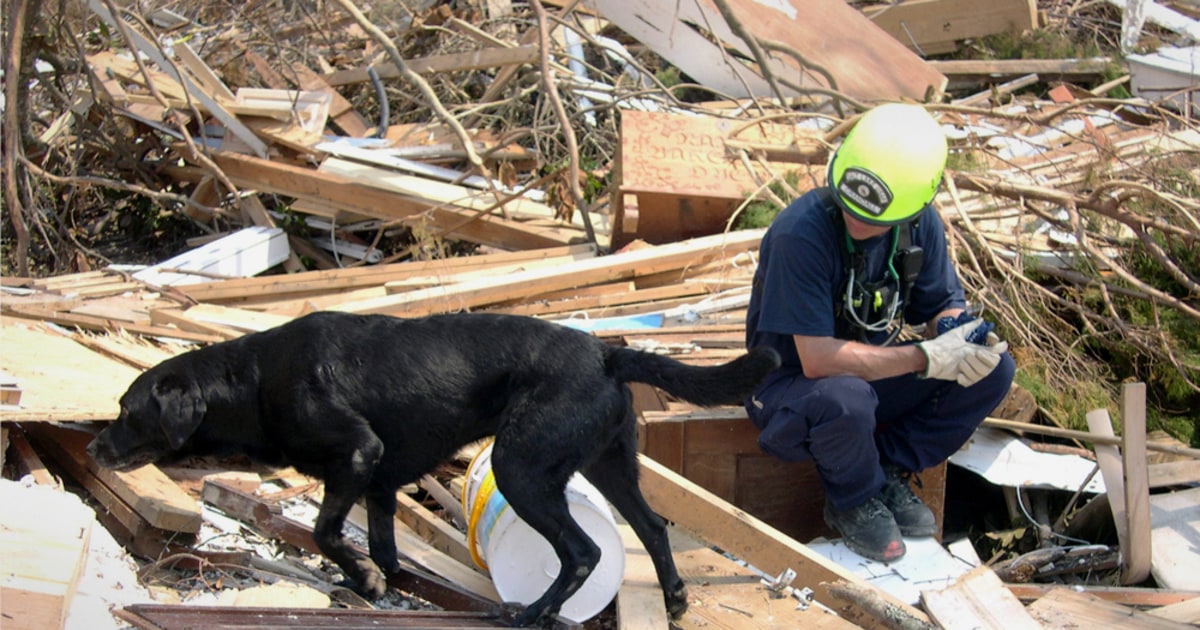 Dog that searched for 9/11, Katrina victims dies