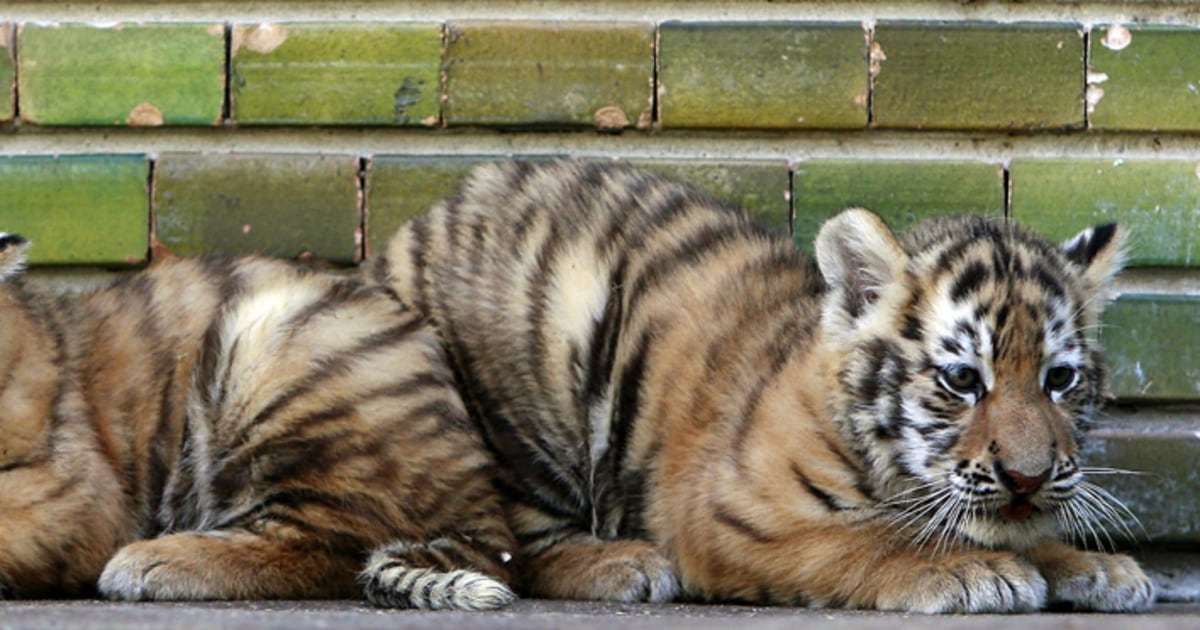 Cute cubs! Siberian tigers born in Romania