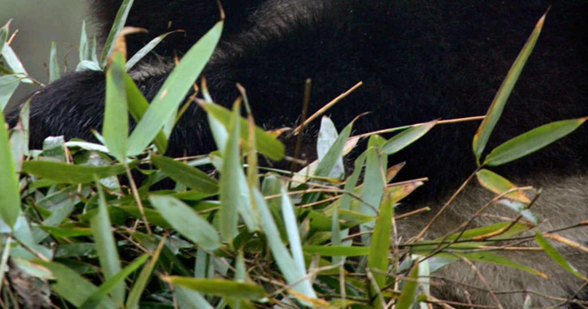 Tourists trinkets made from panda poop?