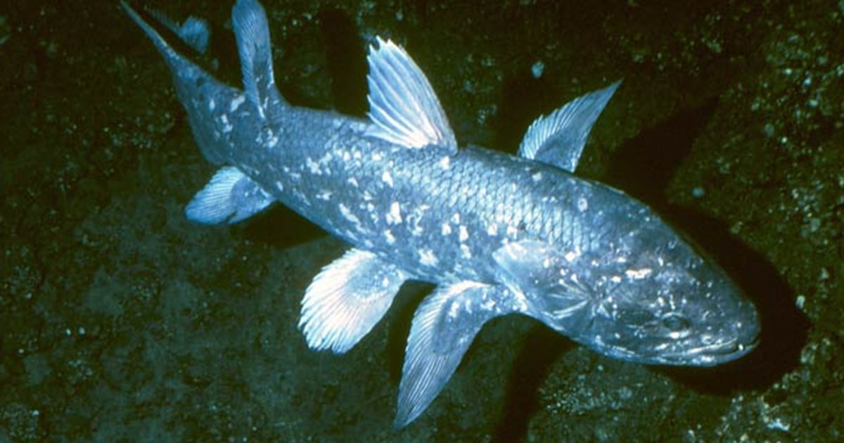 Fin fossil gives clue to evolution of limbs