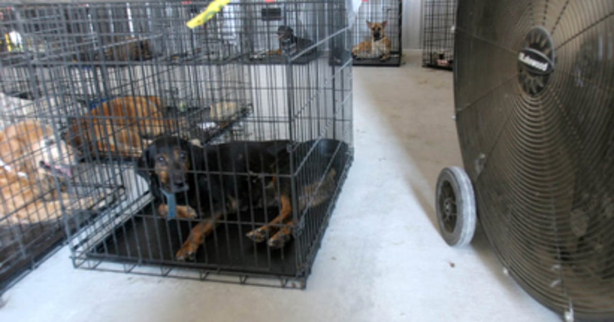 Animal rescue group gives up Katrina funds