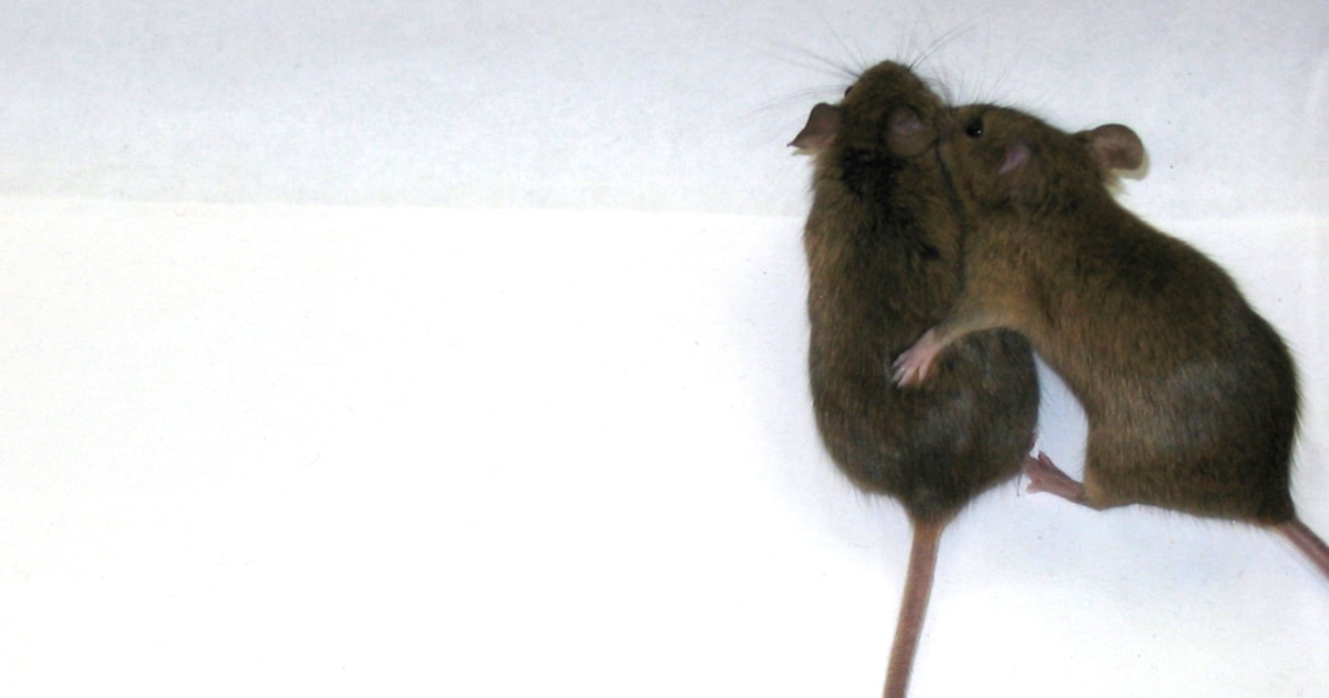 Sensory organ holds key to hot mouse sex