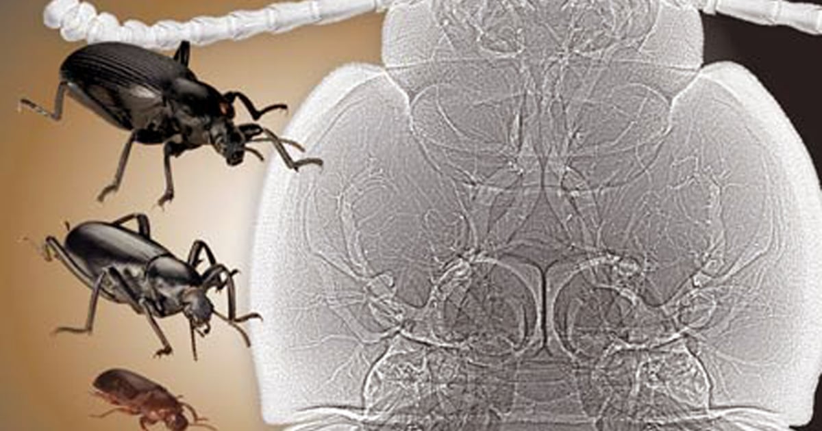 Why today's bugs aren't giant-sized