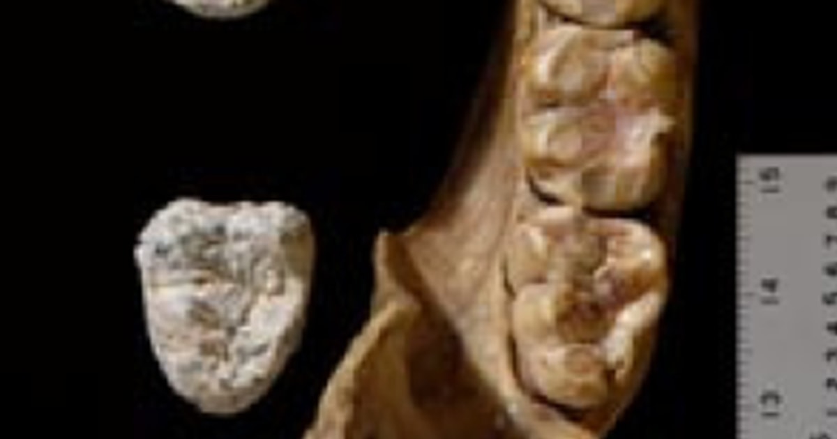 Fossil hints at earlier split in our family tree