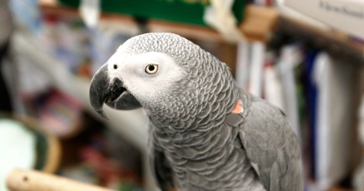 Gifted research parrot Alex found dead