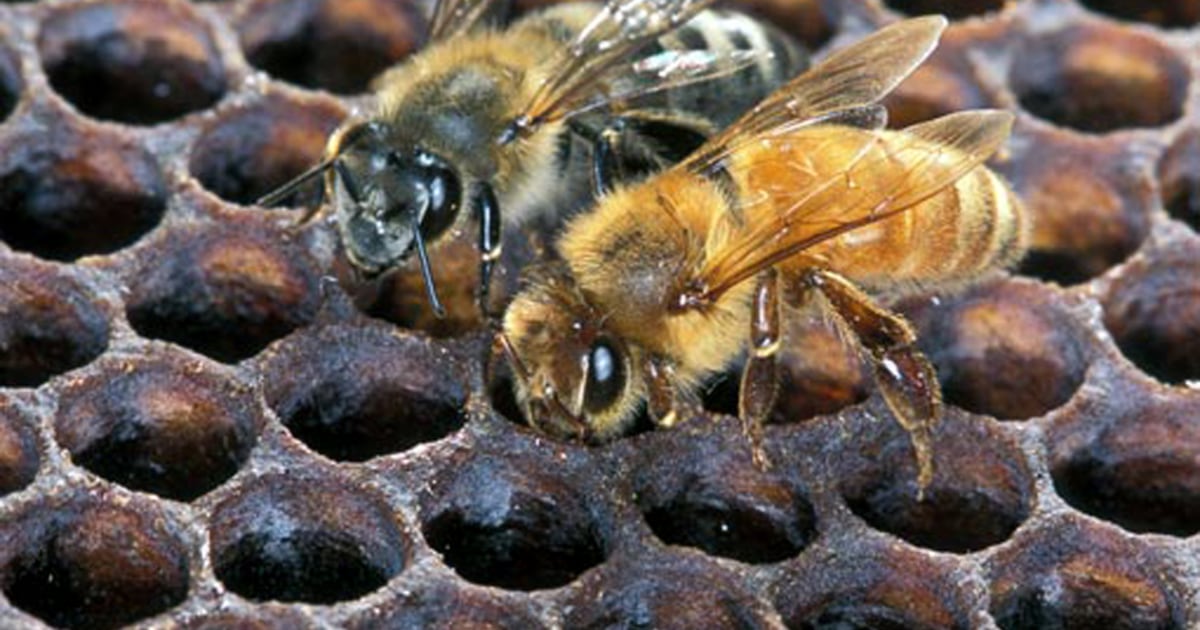 ‘Killer bees’ descend on New Orleans