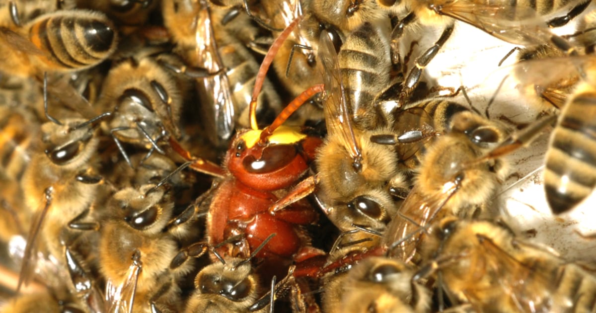 Surprise strategy: Bees smother enemies