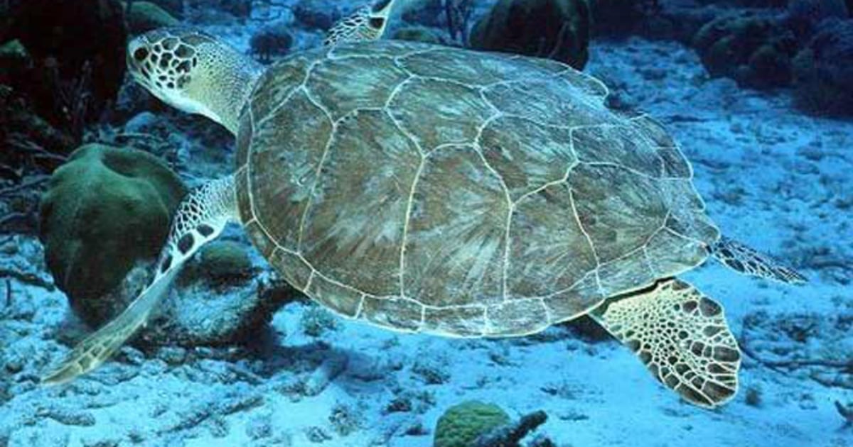 Sea turtles' mystery hideout revealed