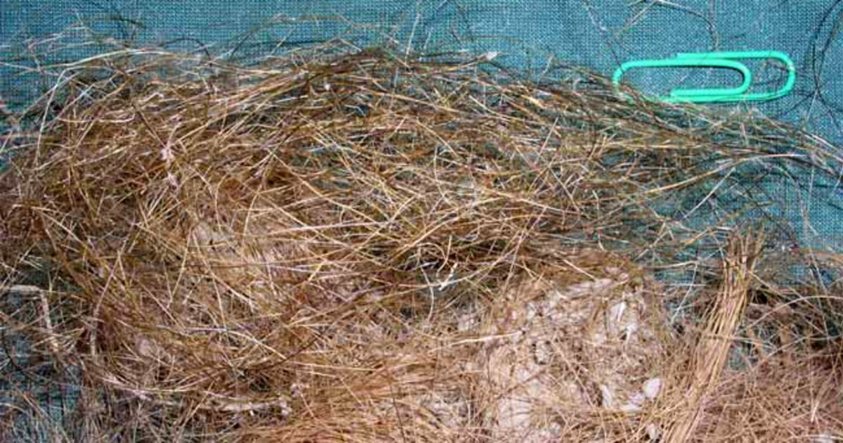 Woolly mammoth hair yields 'fantastic' DNA