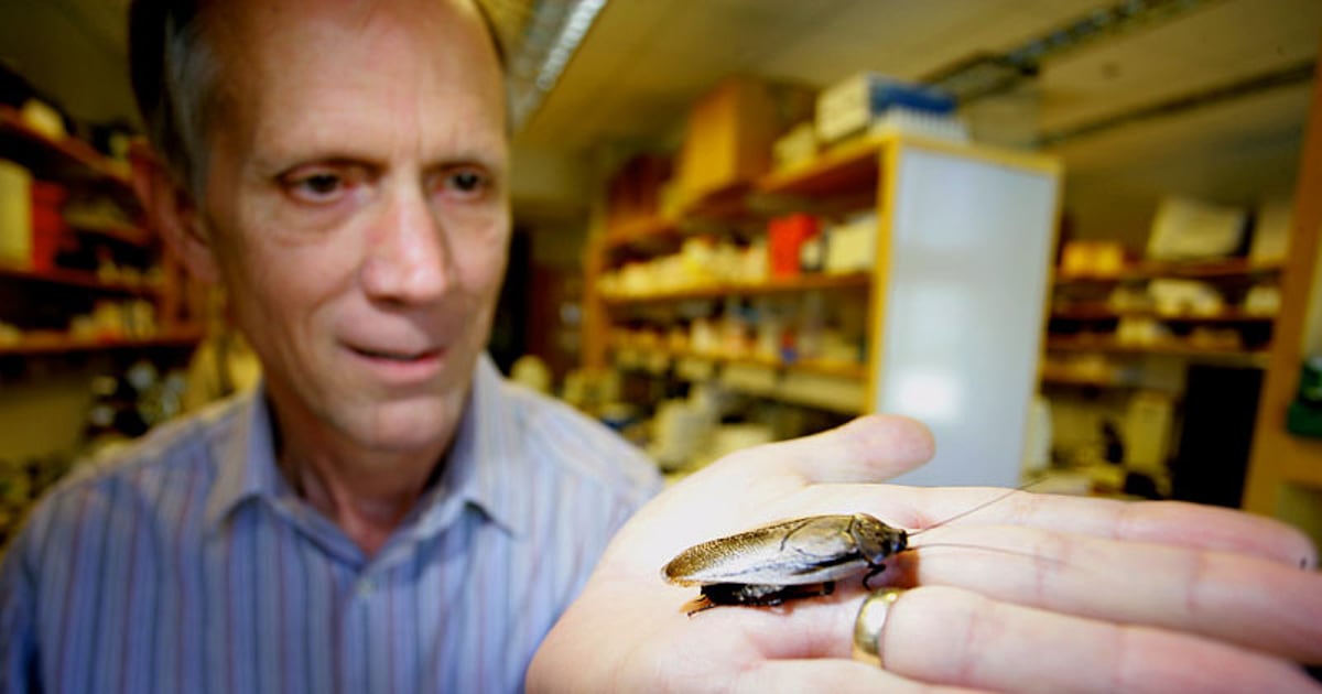Don’t bug cockroaches: They hate mornings