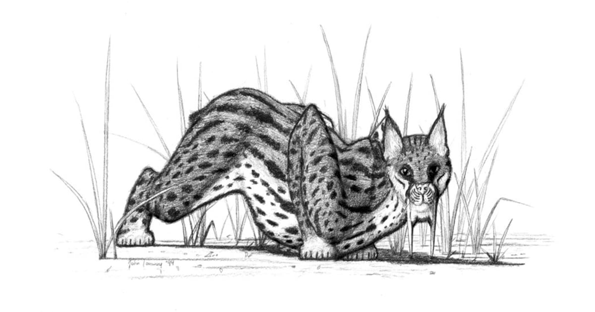 Saber-toothed cat had a kittenish bite
