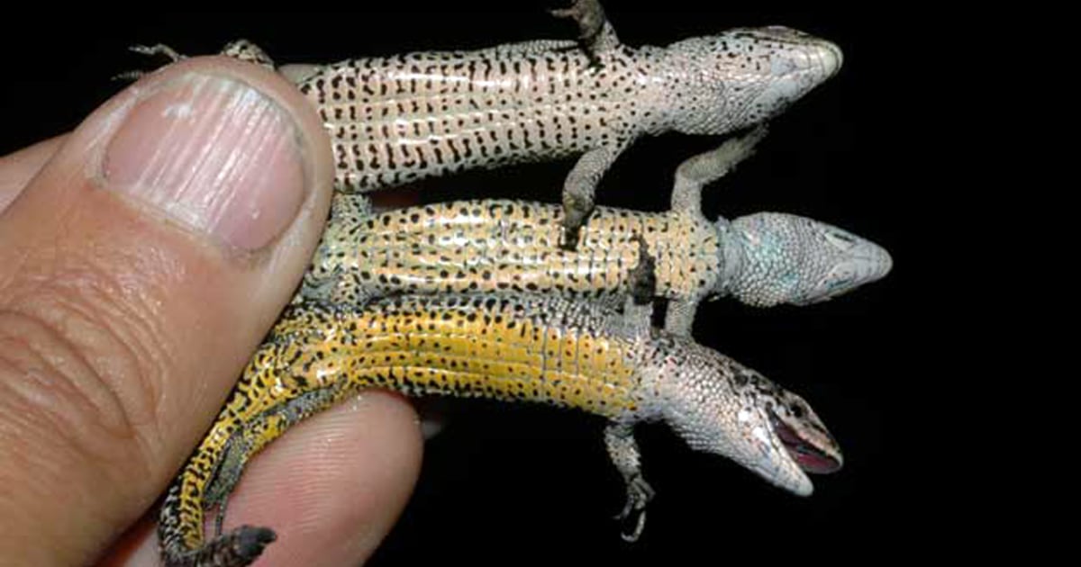 Lizard love triangles exposed!