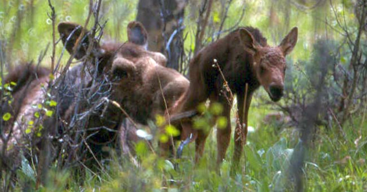 Moose use humans to elude predators