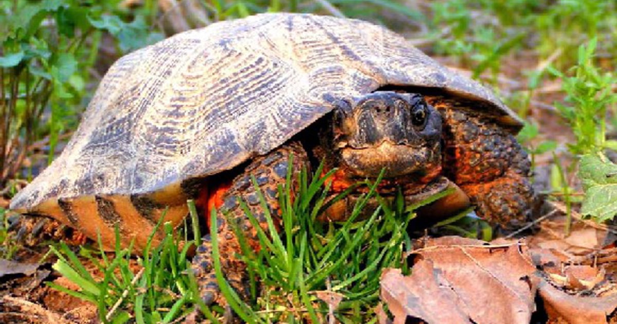 Mich. lawmaker: Let turtles be roadkill