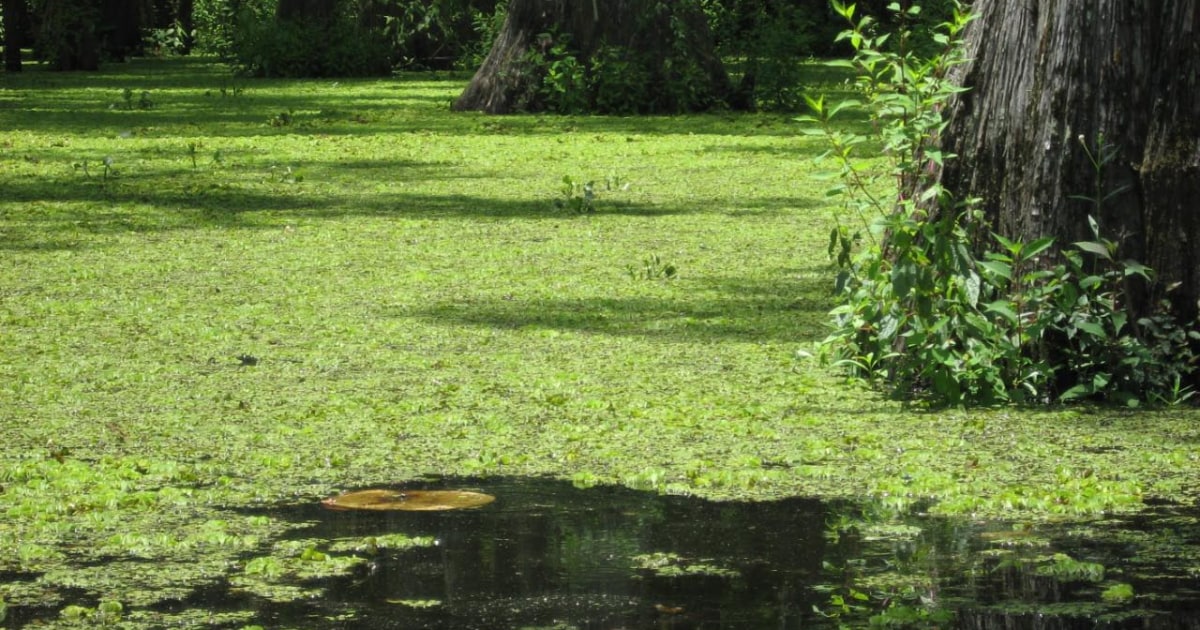 Fighting a swamp thing in Texas