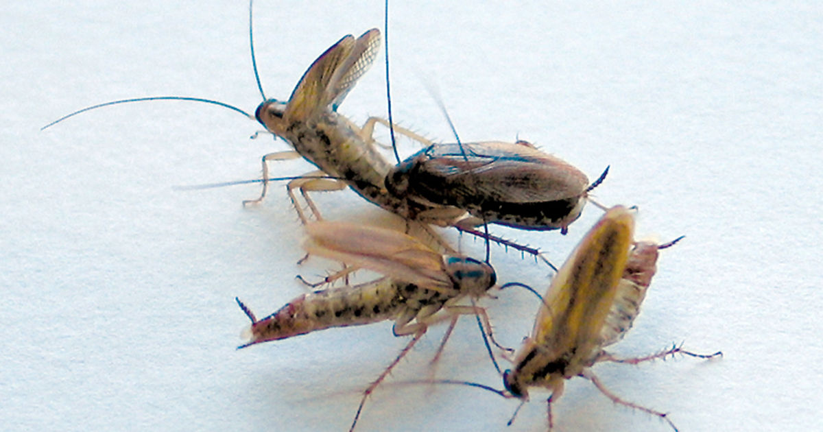 Sexy ‘perfume’ lures cockroaches to their doom